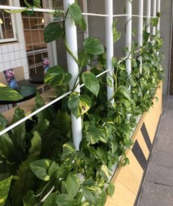 Planted Wall Ultimate Guide: 47 Cool Ways to Do a Plant Wall