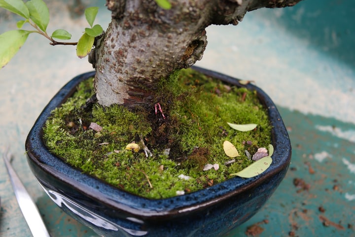 15 Great Moss Gardening Ideas & Easy Moss Garden Guide
