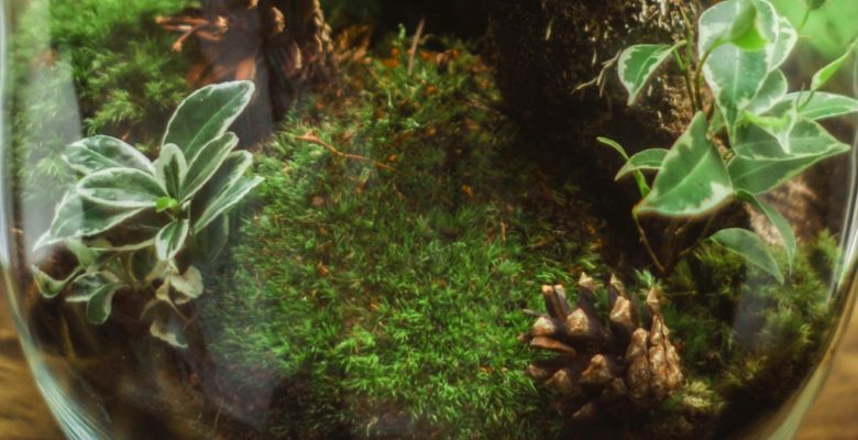 DIY Projects: The steps & tips for your next Garden Project