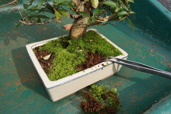 15 Great Moss Gardening Ideas & Easy Moss Garden Guide