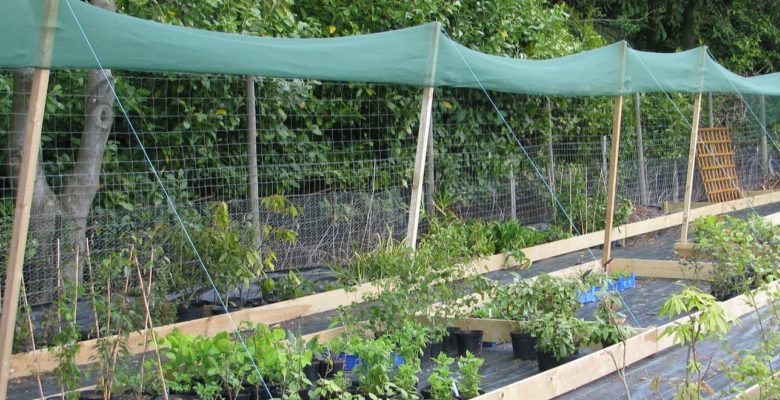 Gardens: Design Ideas and Fresh Inspiration - Planted Well