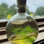 Jarrarium Beginner's Guide with the 7 Best Jarrarium Kits
