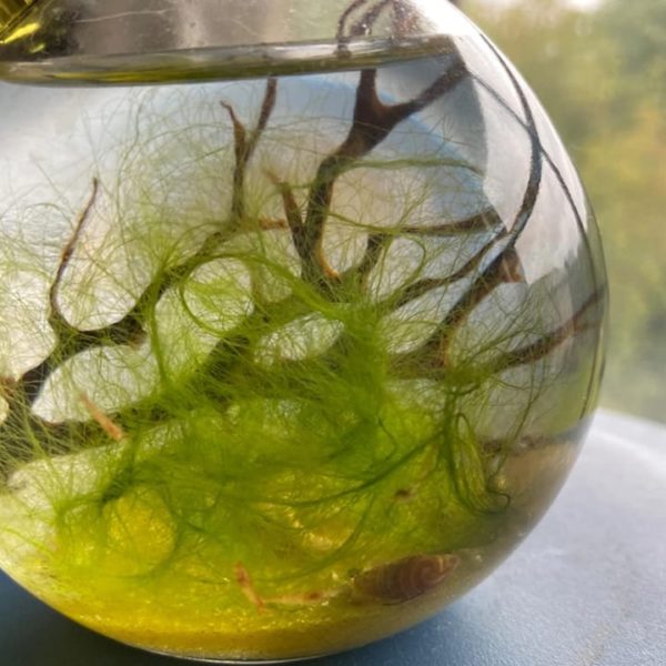 Jarrarium Beginner's Guide with the 7 Best Jarrarium Kits