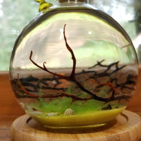 Jarrarium Beginner's Guide with the 7 Best Jarrarium Kits