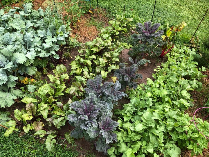 27 Spring Gardening Ideas and Tips with Checklist for 2022