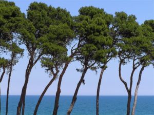 43 Types of Trees Explained: Easy Guide with Images & Facts