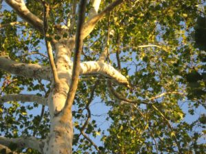 43 Types of Trees Explained: Easy Guide with Images & Facts