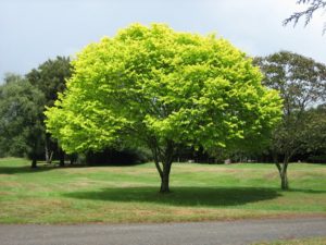 43 Types of Trees Explained: Easy Guide with Images & Facts