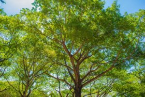 43 Types of Trees Explained: Easy Guide with Images & Facts