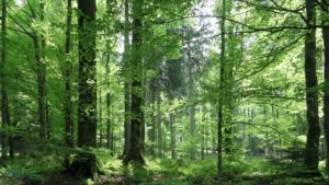 43 Types of Trees Explained: Easy Guide with Images & Facts