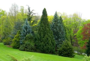 43 Types of Trees Explained: Easy Guide with Images & Facts