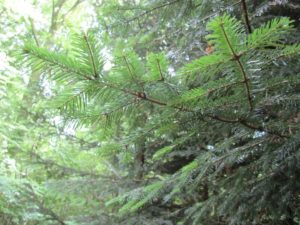 43 Types of Trees Explained: Easy Guide with Images & Facts