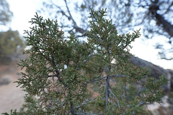 43 Types of Trees Explained: Easy Guide with Images & Facts