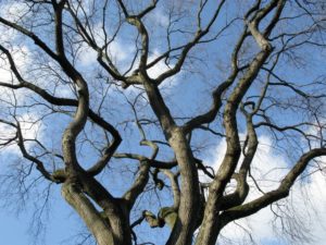 43 Types of Trees Explained: Easy Guide with Images & Facts