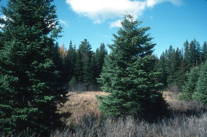 43 Types of Trees Explained: Easy Guide with Images & Facts