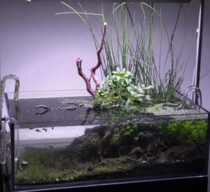 25 Best Aquascaping Ideas with Instructional Guide for 2022