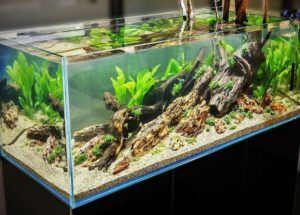 25 Best Aquascaping Ideas with Instructional Guide for 2022