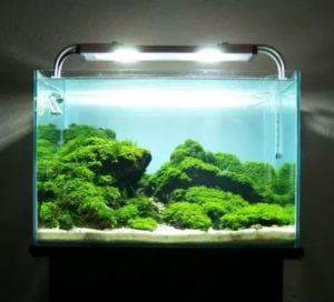 25 Best Aquascaping Ideas with Instructional Guide for 2022