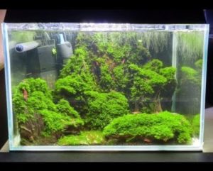 25 Best Aquascaping Ideas with Instructional Guide for 2022