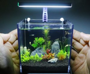 25 Best Aquascaping Ideas with Instructional Guide for 2022