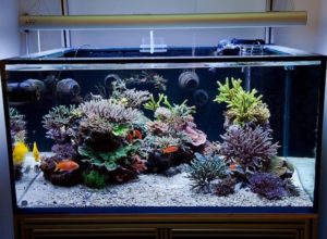 25 Best Aquascaping Ideas with Instructional Guide for 2022