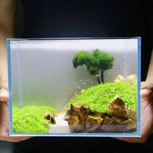 25 Best Aquascaping Ideas with Instructional Guide for 2022