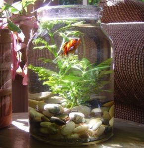 21 Mini Aquascaping Ideas: Easy Guide with Aquascaping Kits