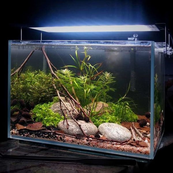 25 Best Aquascaping Ideas with Instructional Guide for 2022
