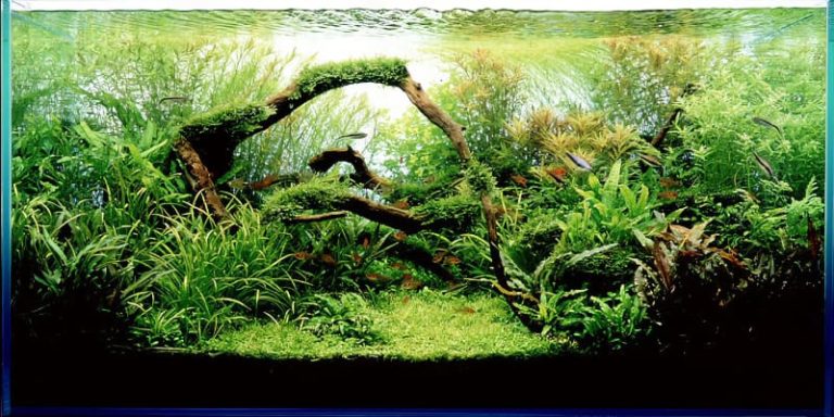 25 Best Aquascaping Ideas with Instructional Guide for 2022